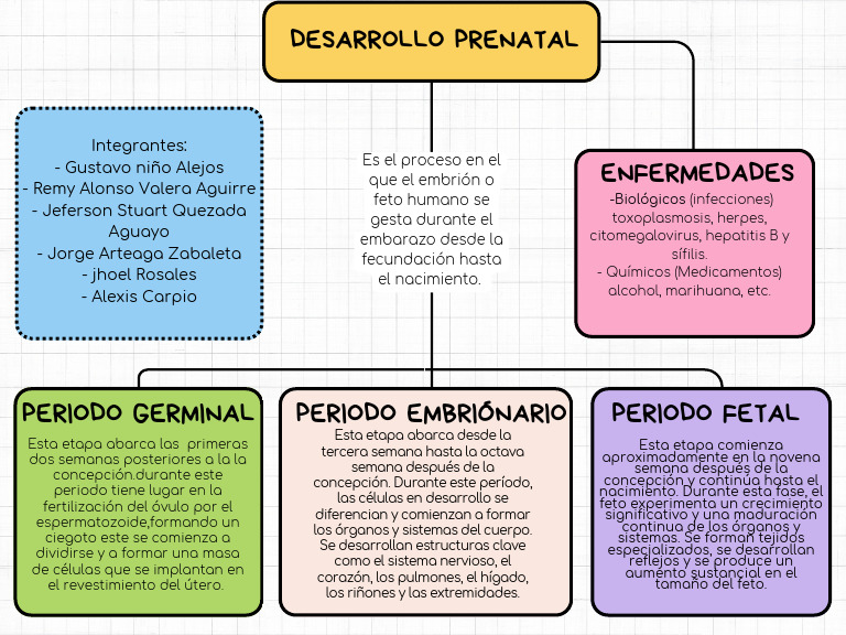 Mapa Conceptual | Descargar gratis PDF | Feto | Embrión