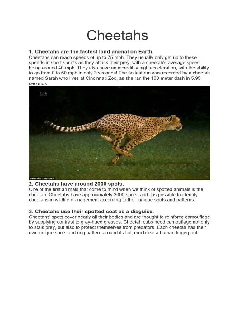All About Cheetahs | PDF | Cats | Zoology