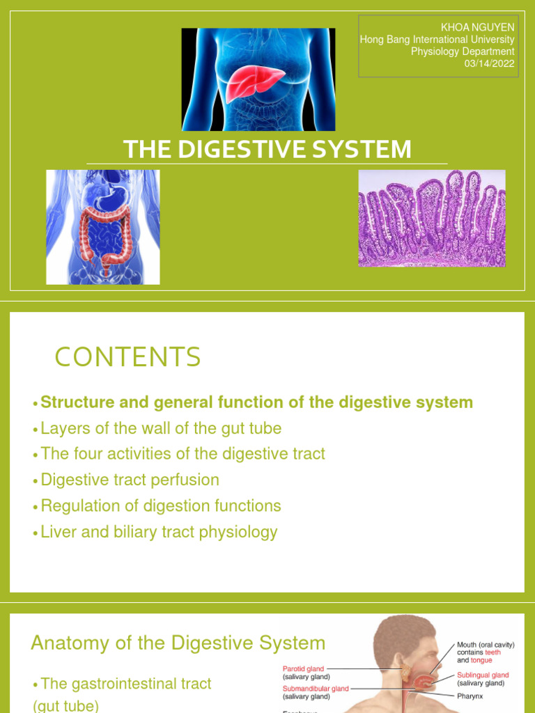 Physiology - Digestive System | PDF | Human Digestive System ...