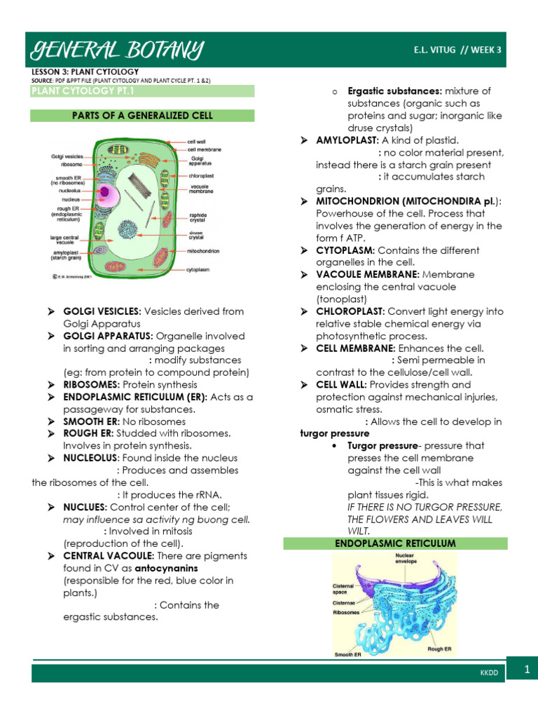Formation of Phragmoplast in Cells | PDF | Endoplasmic Reticulum ...