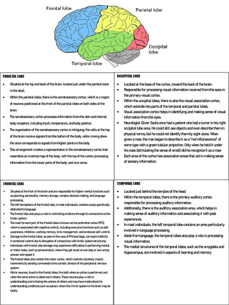 LOBES | PDF | Cerebral Cortex | Frontal Lobe