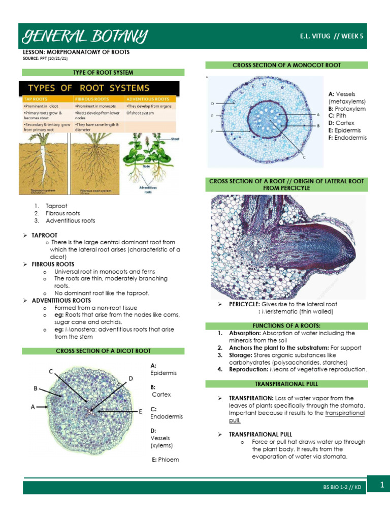 BOTANY_W5_Root Morphology | PDF | Root | Leaf