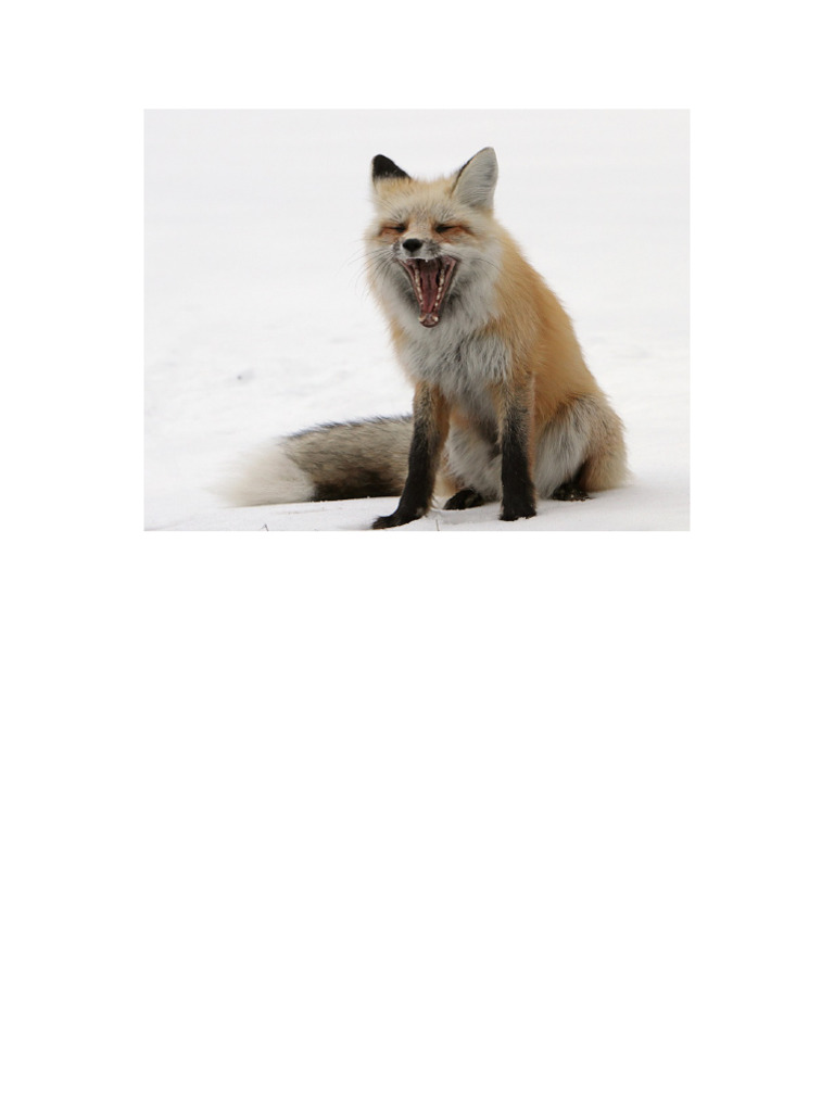Fox 6 | PDF