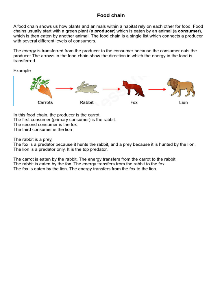 Food Chain | PDF