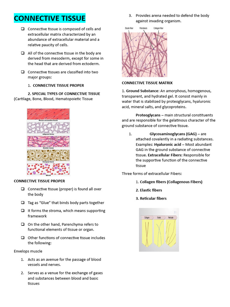 Overview of Connective Tissue Components | PDF | Connective Tissue | Vein