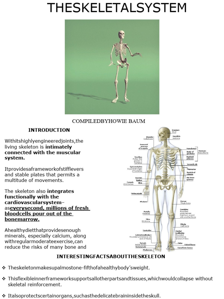 The Skeletal System | PDF | Skeleton | Vertebral Column