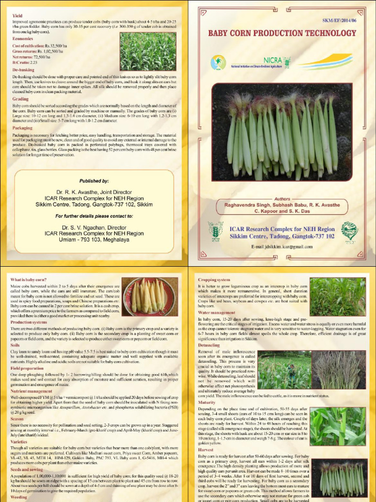 Baby Corn Production Technology | PDF