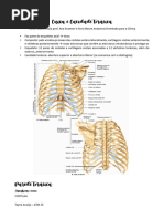 Anatomia da Caixa Torácica e Estruturas | PDF | Nervo | Tórax (anatomia ...