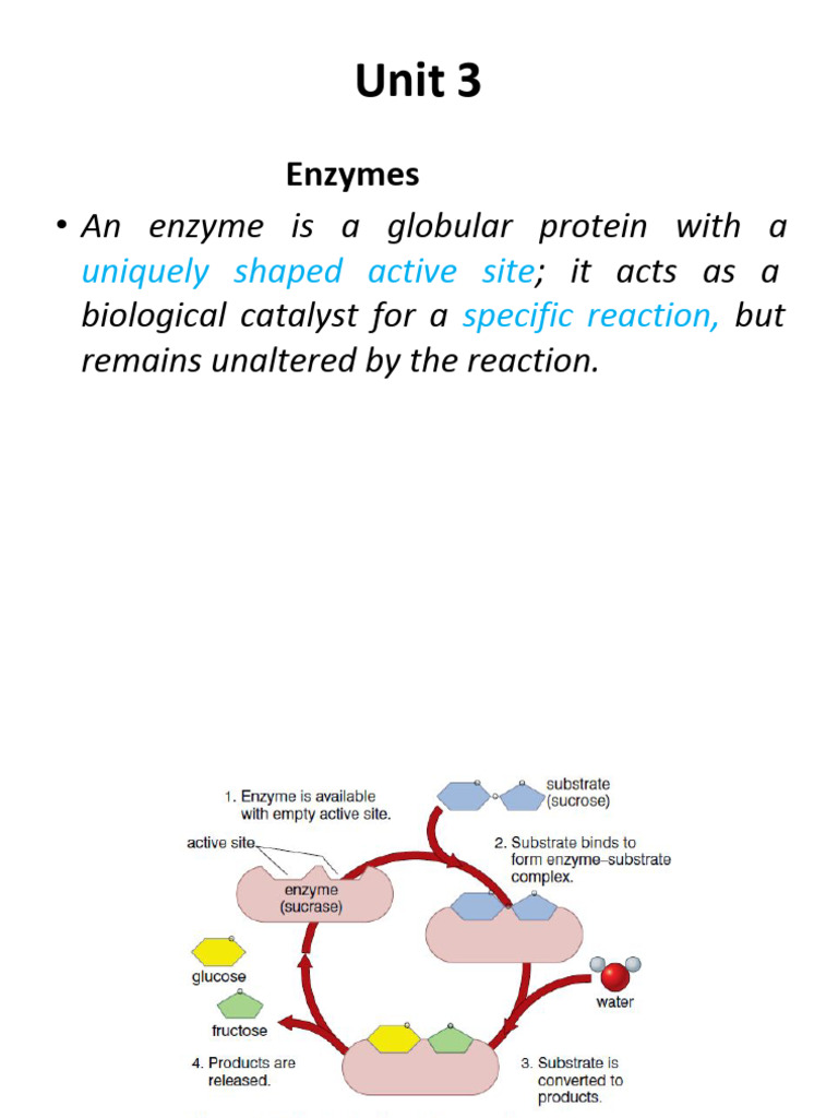 Bio G11 Unit 3 Enzymes PPX | PDF | Enzyme | Active Site
