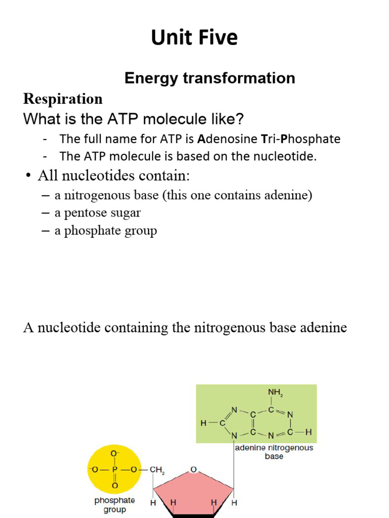Bio G11 Unit 5 Energy | PDF | Cellular Respiration | Photosynthesis