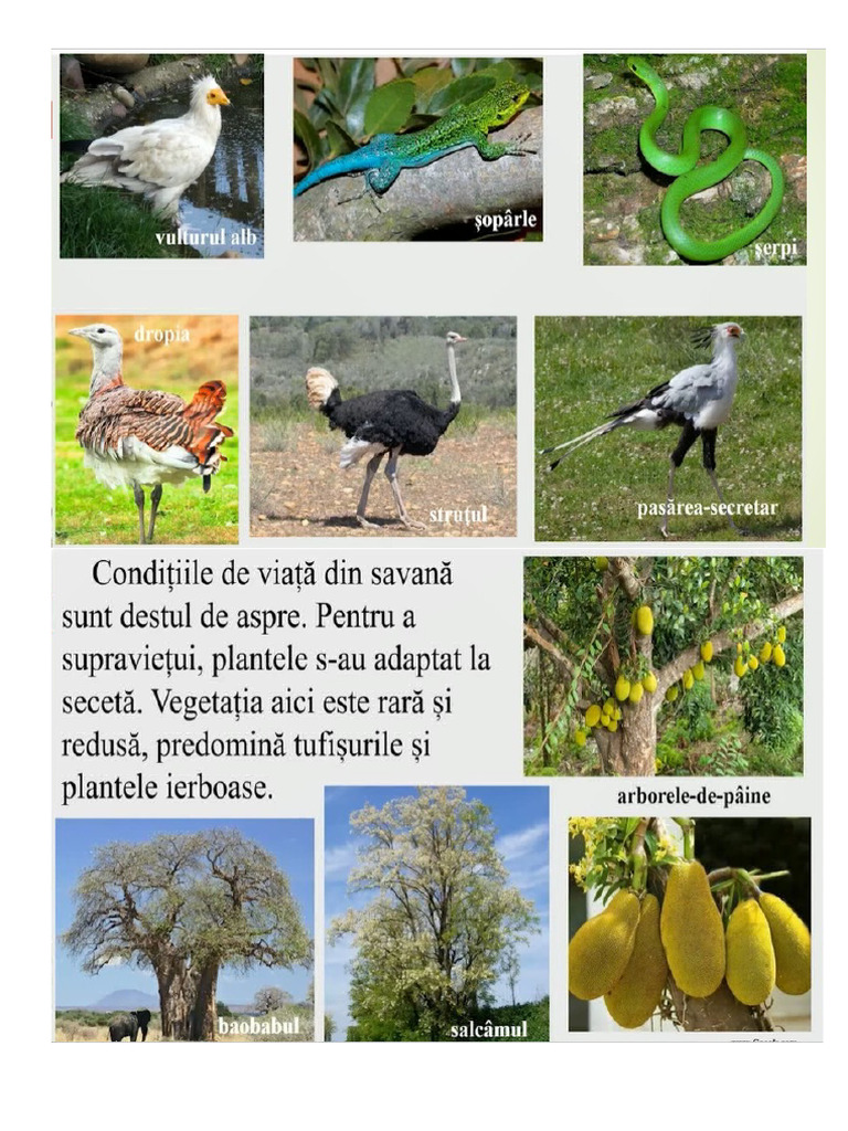 Savana | PDF