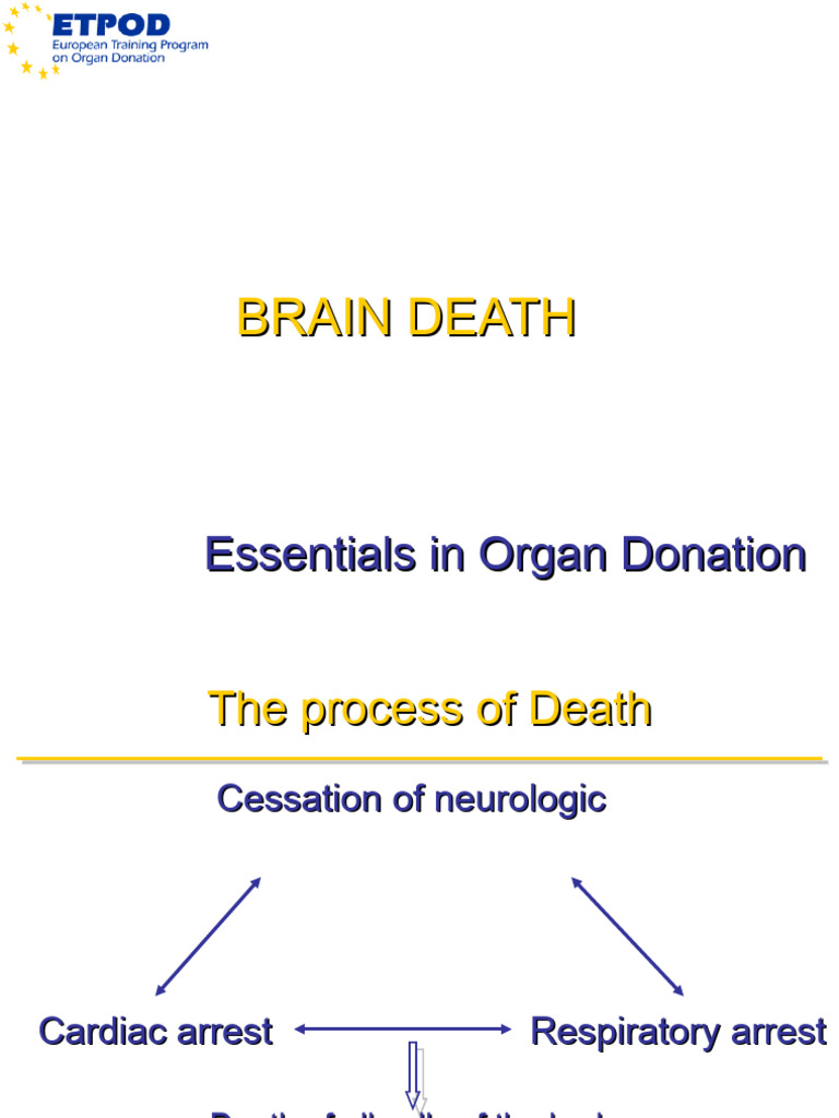 d6.2. 2. Brain Death | PDF | Brainstem | Brain