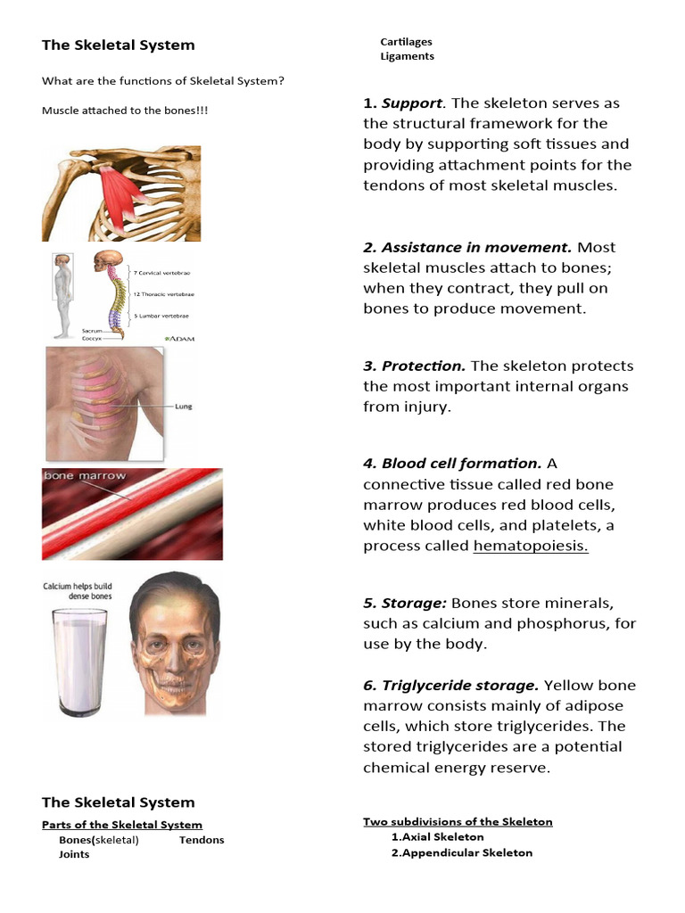 The Skeletal System | Download Free PDF | Bone | Skeleton