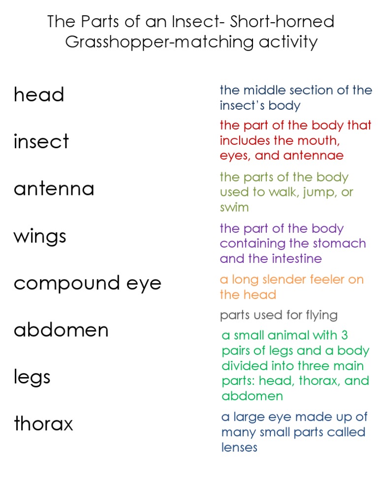 Grasshopper Matching Activity | PDF | Insects | Arthropods