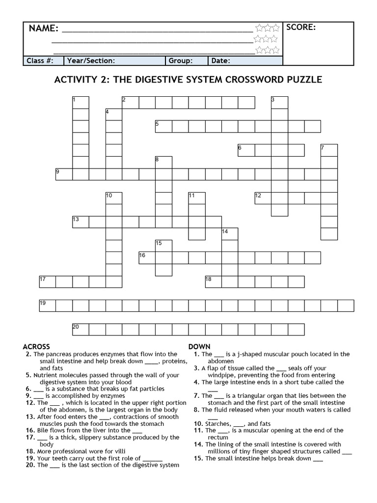 Digestive System Crossword Puzzle | PDF | Human Digestive System ...