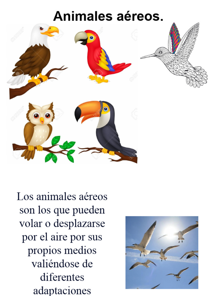 Animales Aéreos: ¿Cuáles Son? | PDF | Hogar, jardinería y bricolaje ...