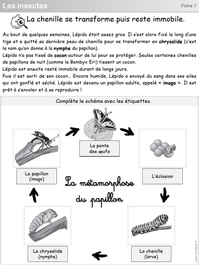 Métamorphose de la Chenille en Papillon | PDF | Larve | Lépidoptères