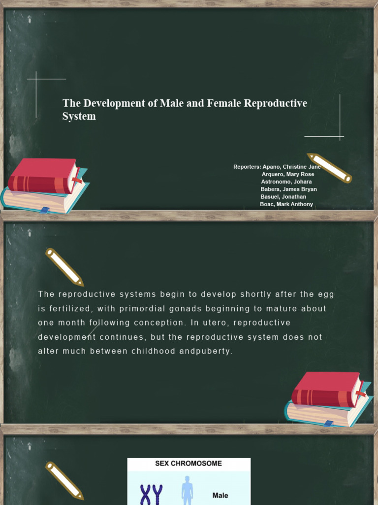 The Development-WPS Office | PDF | Sex Organ | Reproductive System