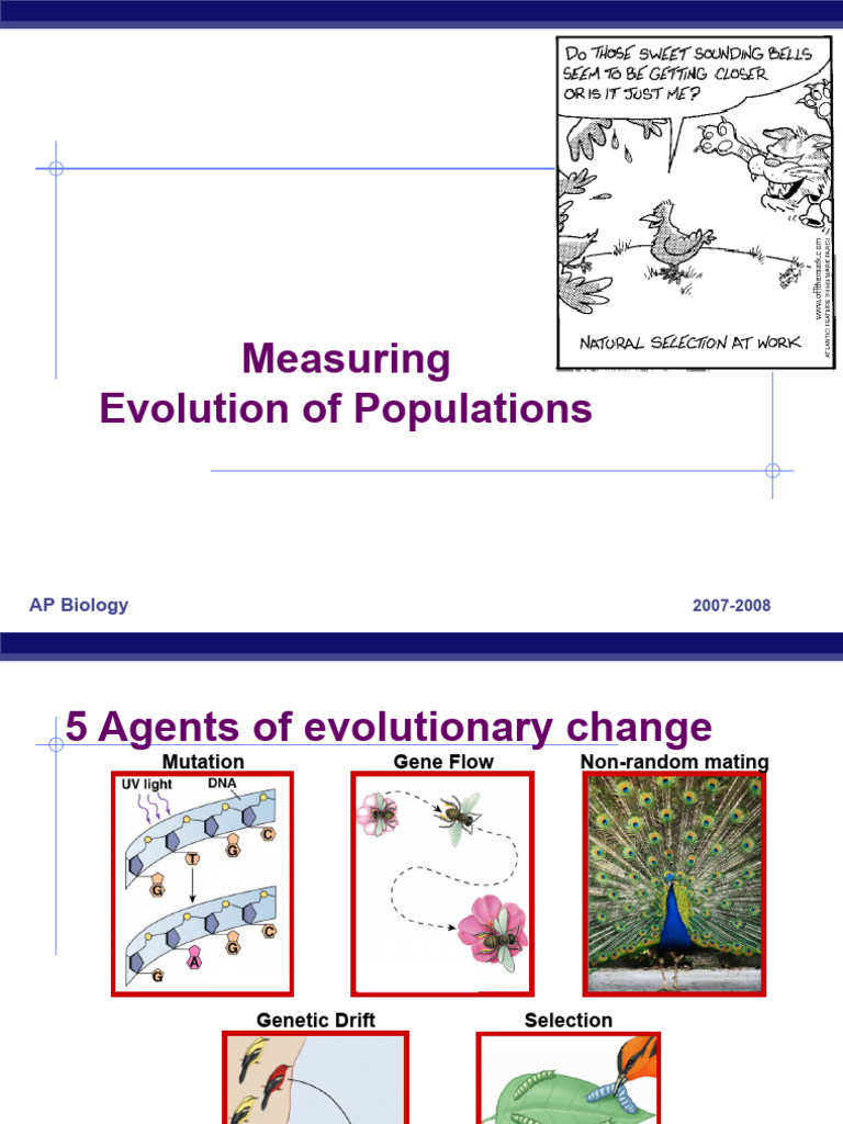 CH 23 2 HardyWeinberg | PDF | Zygosity | Allele