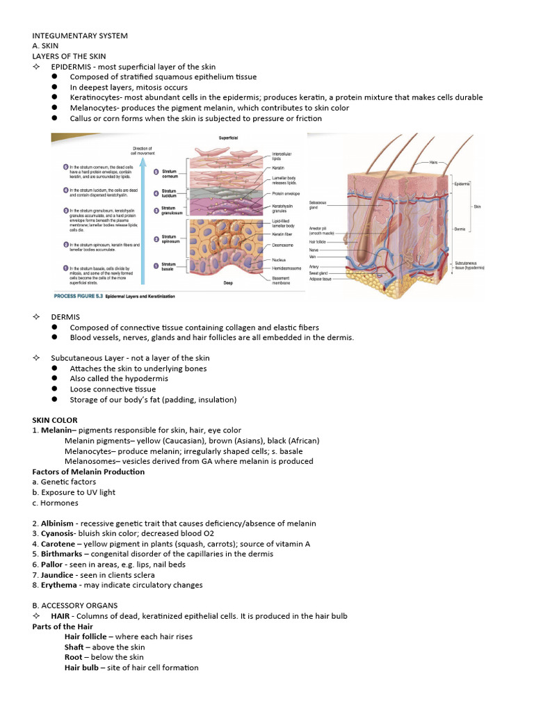 Integumentary System Overview and Functions | PDF | Skin ...