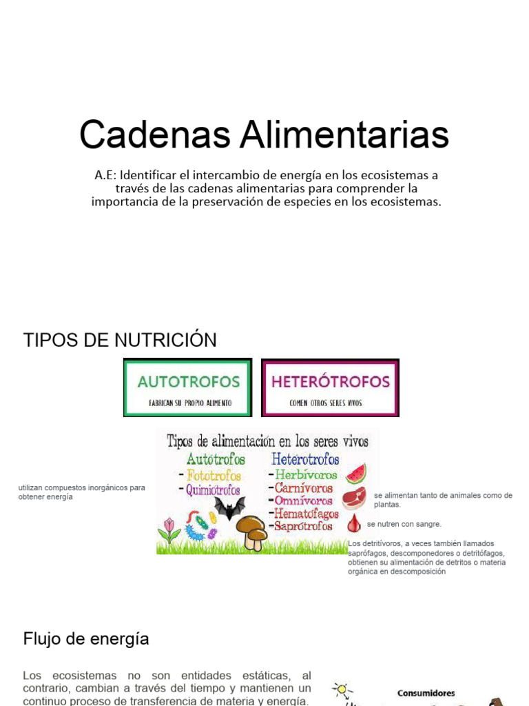 Cadenas Alimentarias y Flujo Energético | PDF | Red alimentaria ...