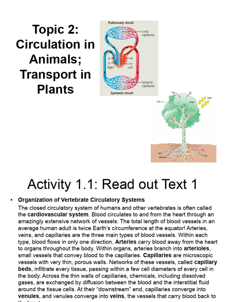 Circulation in Animals | Download Free PDF | Artery | Blood Vessel