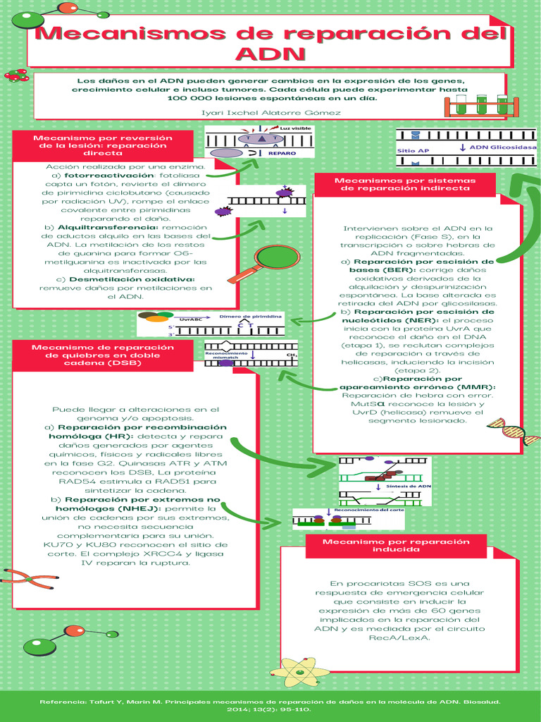 Infografía Mecanismos de Reparación Del ADN | PDF | Reparación de adn | Adn