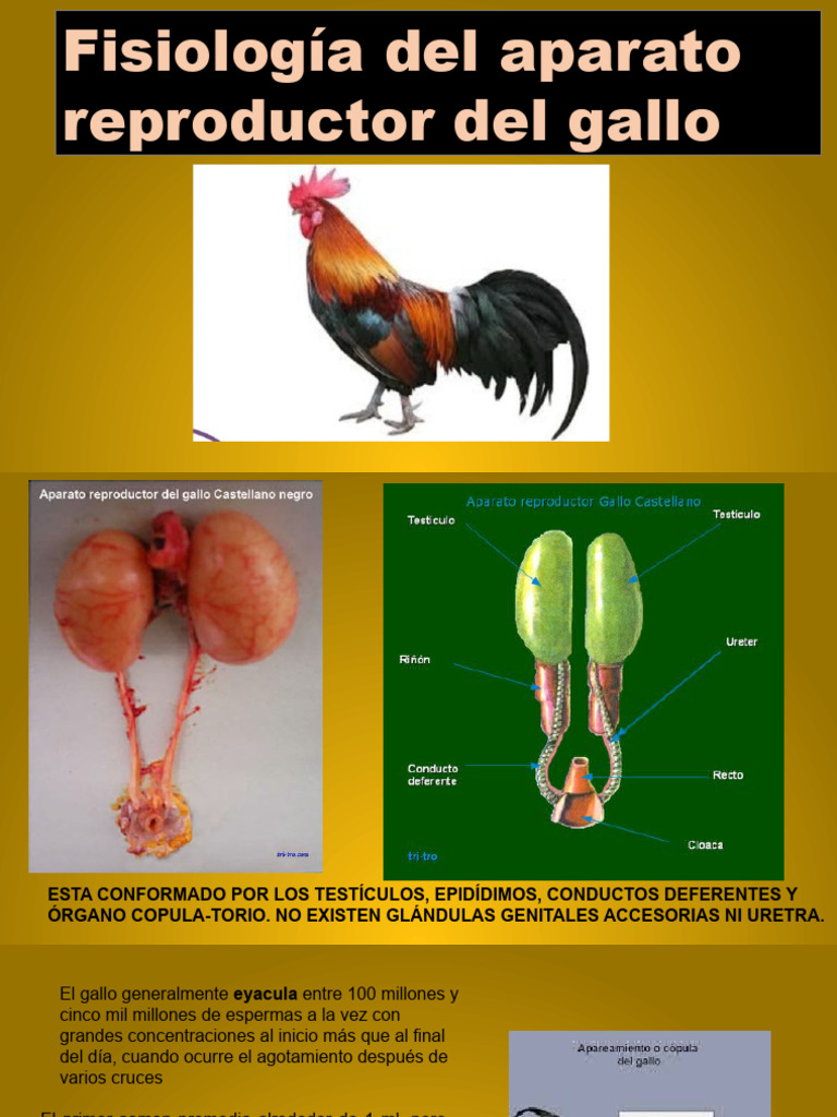 Fisiologia Del Gallo | PDF | Testículo | Pene