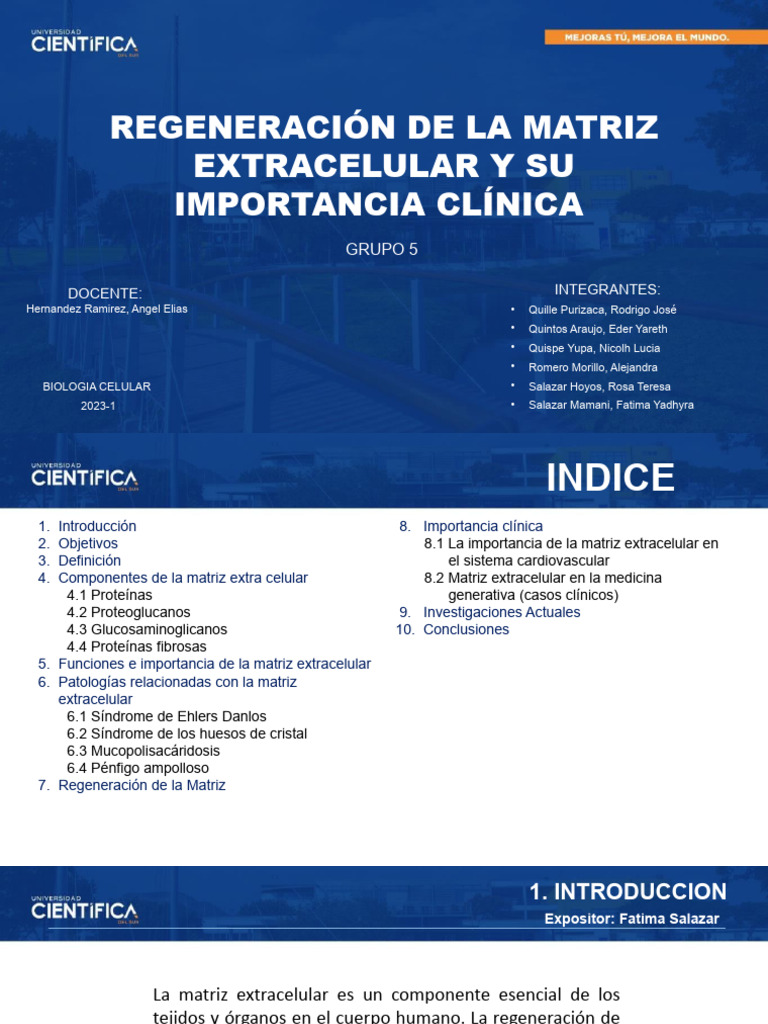 Regeneracion de La Matriz Extracelular y Su Importancia Clinica EXPO | PDF | La matriz ...