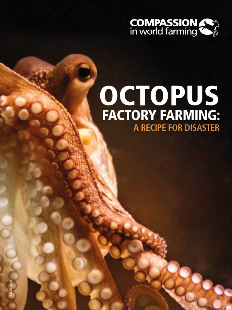 Octopus Factory Farming Ciwf Rapport | PDF | Octopus | Animal Welfare