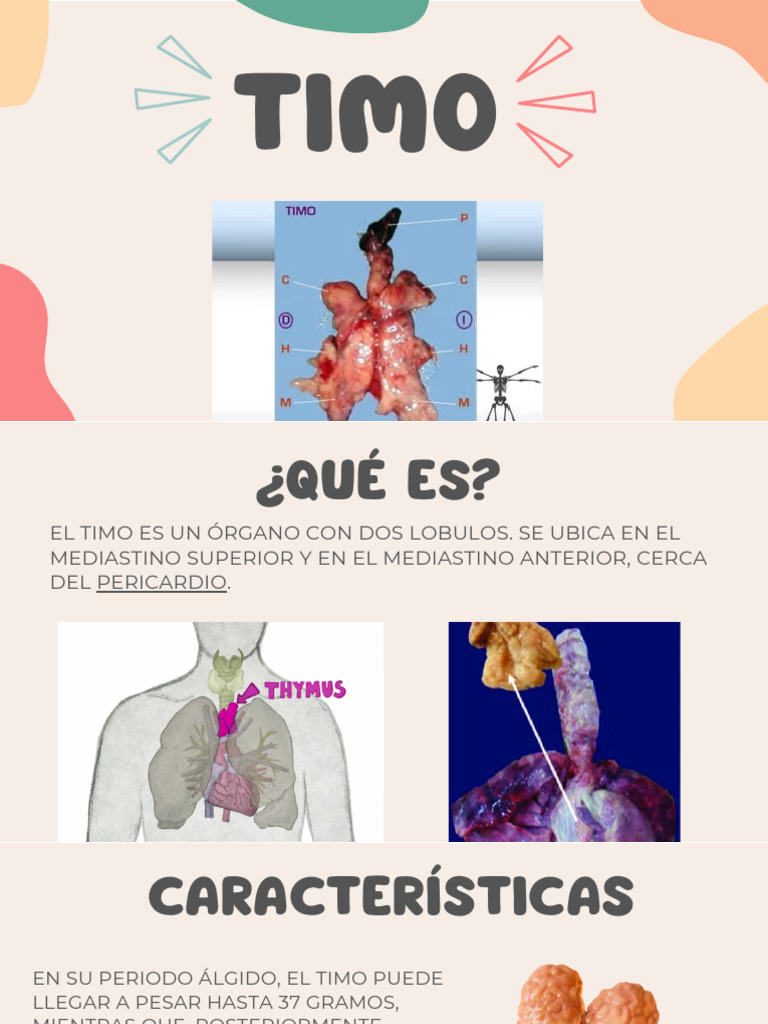 Timo Expo | PDF | Timo | Sistema inmune