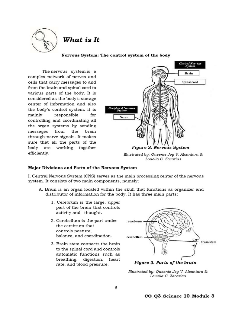 Nervous System | PDF | Nervous System | Central Nervous System