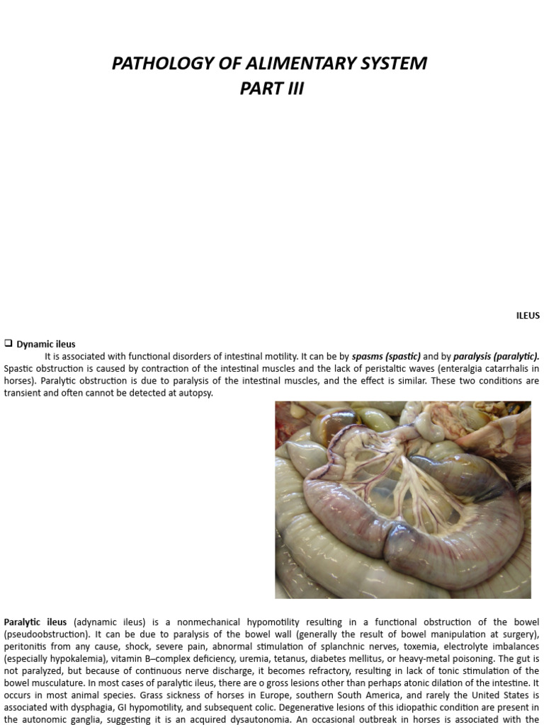 8 Lecture PA 2022-2023 | PDF | Large Intestine | Peritoneum