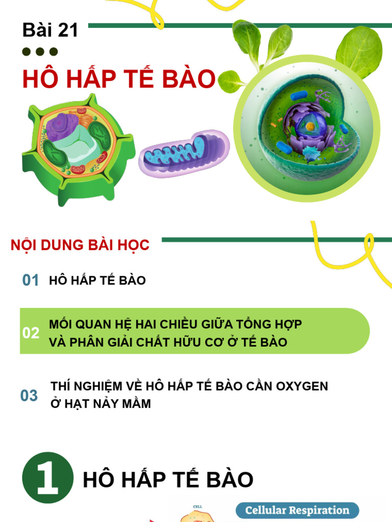 KNTT Bai 25 Ho Hap Te Bao | PDF