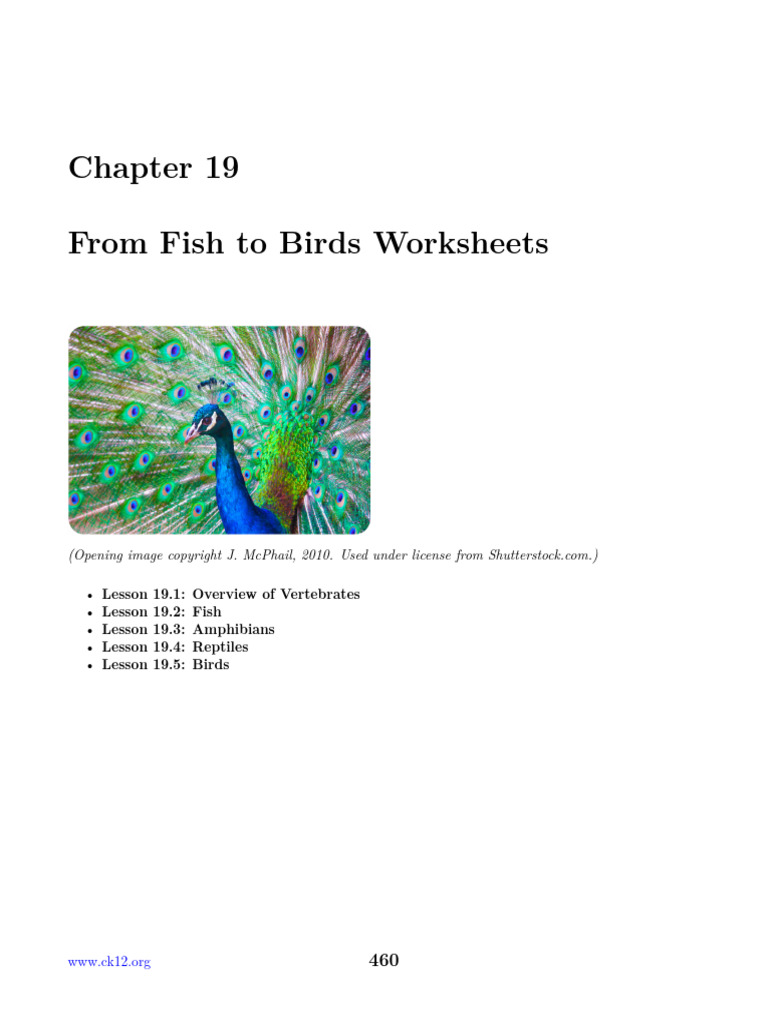 CK-12 Biology Chapter 19 Worksheets | PDF | Amphibian | Reptile