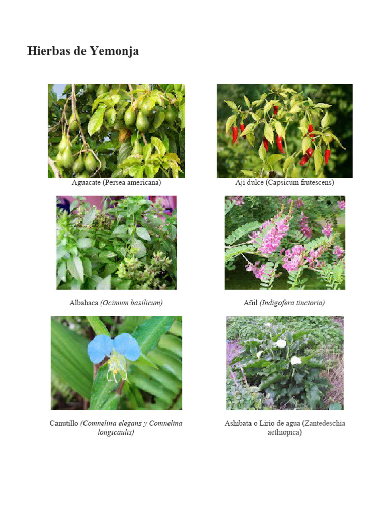 Hierbas de Yemonja | PDF | Cocina, comidas y vino | Hogar, jardinería y ...