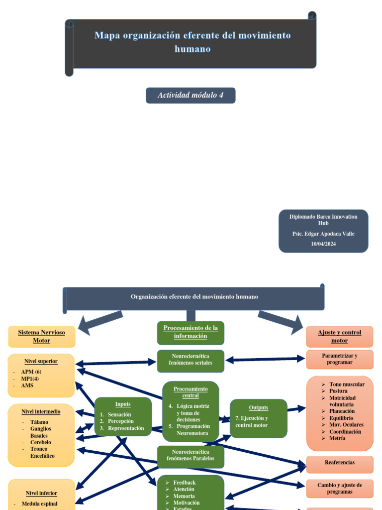 Act. M4 - Org. Eferente | PDF | Cerebelo | Sistema nervioso