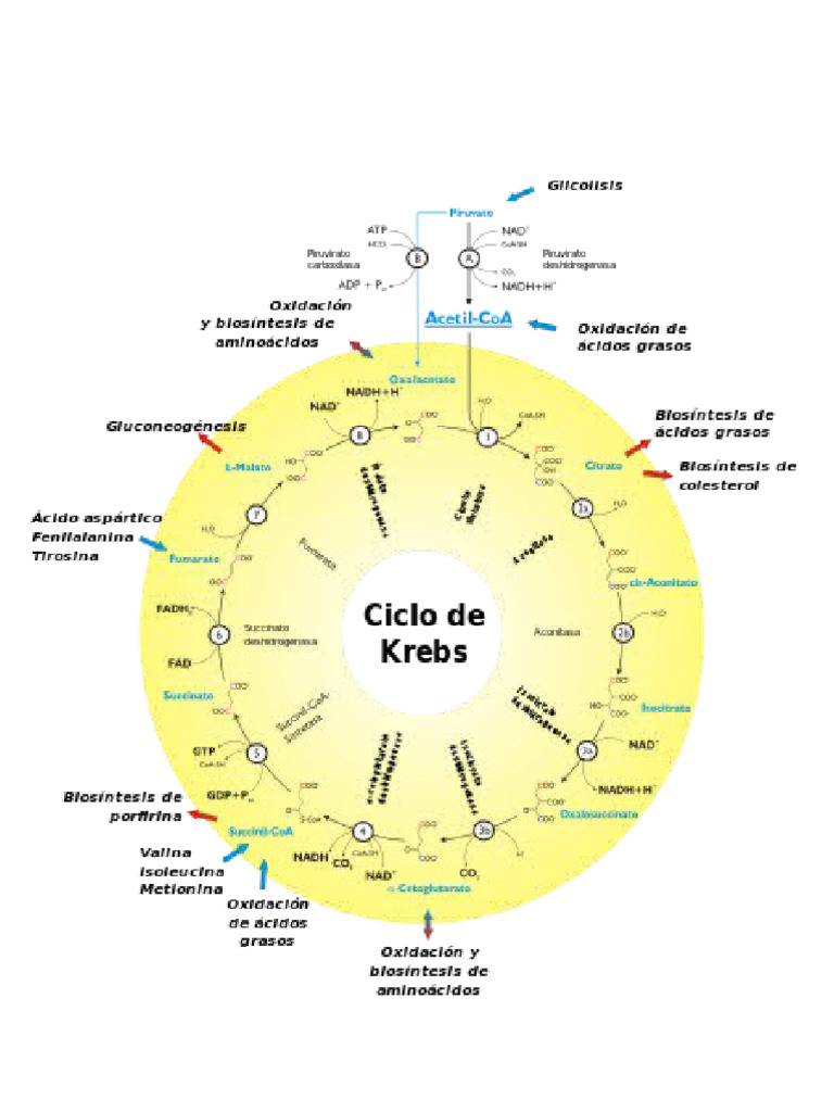 Ciclo de Kreps | PDF