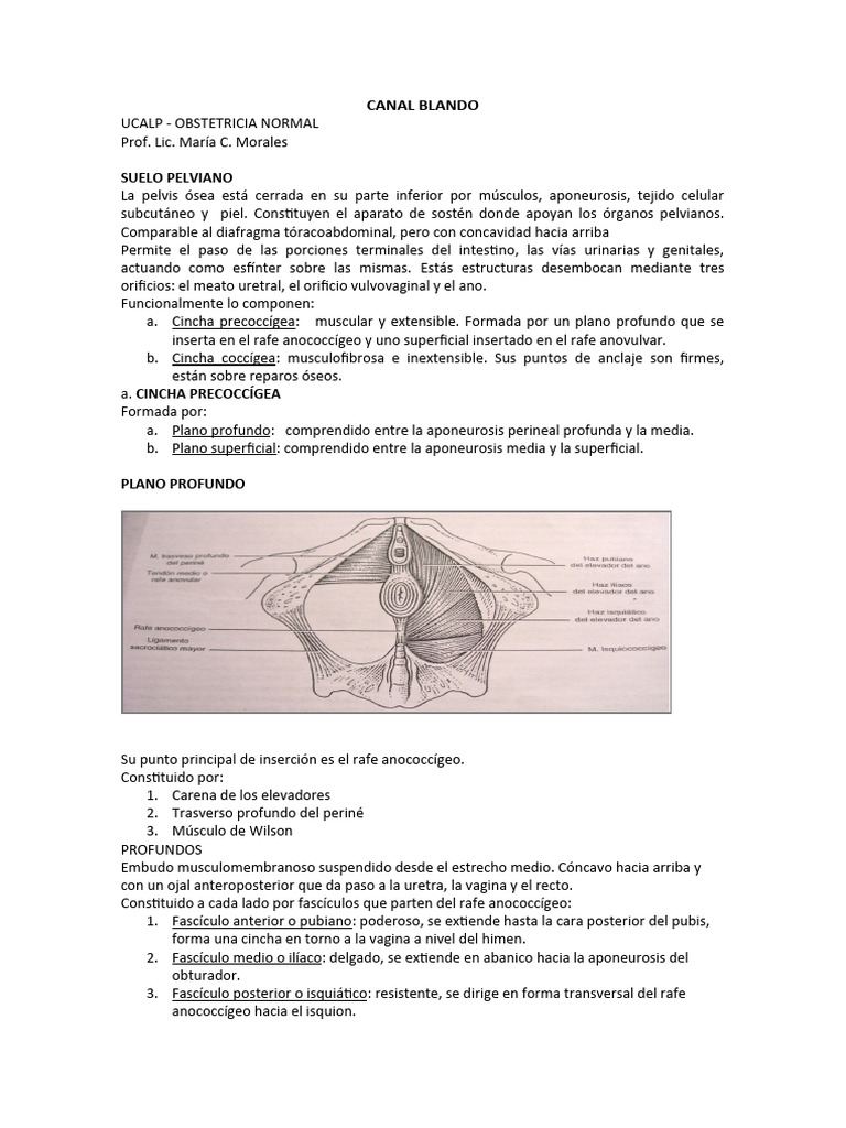 Anatomía del Suelo Pélvico Femenino | PDF | Vagina | Clítoris