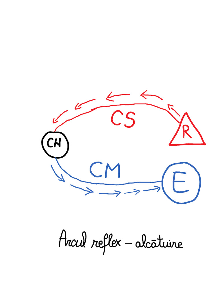 Arcul Reflex clasa 7 | PDF