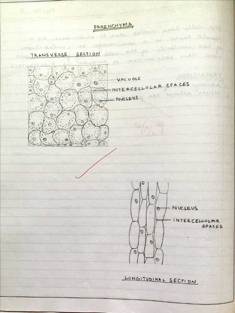 Simple permanent tissues | PDF