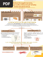 ODONTOGENESIS | PDF | Diente | Anatomia dental