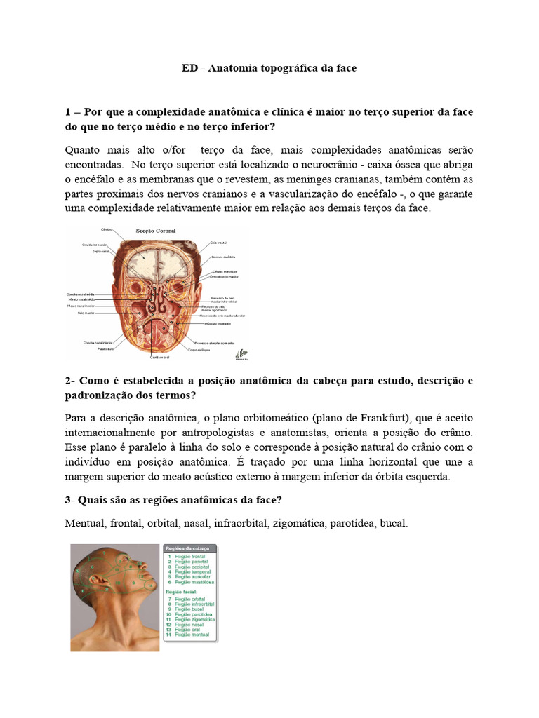 Anatomia Topográfica da Face: Estruturas e Funções | PDF | Cabeça e ...