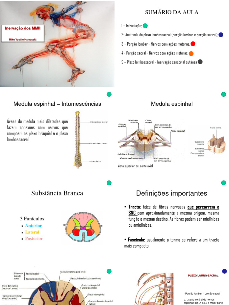 Plexo Lombar | PDF | Medula espinhal | Membros (anatomia)