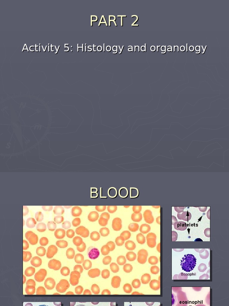 Activity Post Lab - Animal Histology and Organology - Part 2 | PDF