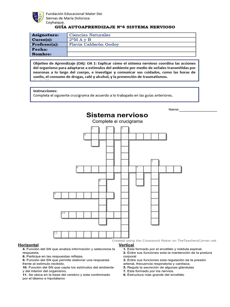 Sistema Nervioso Crucigrama | PDF