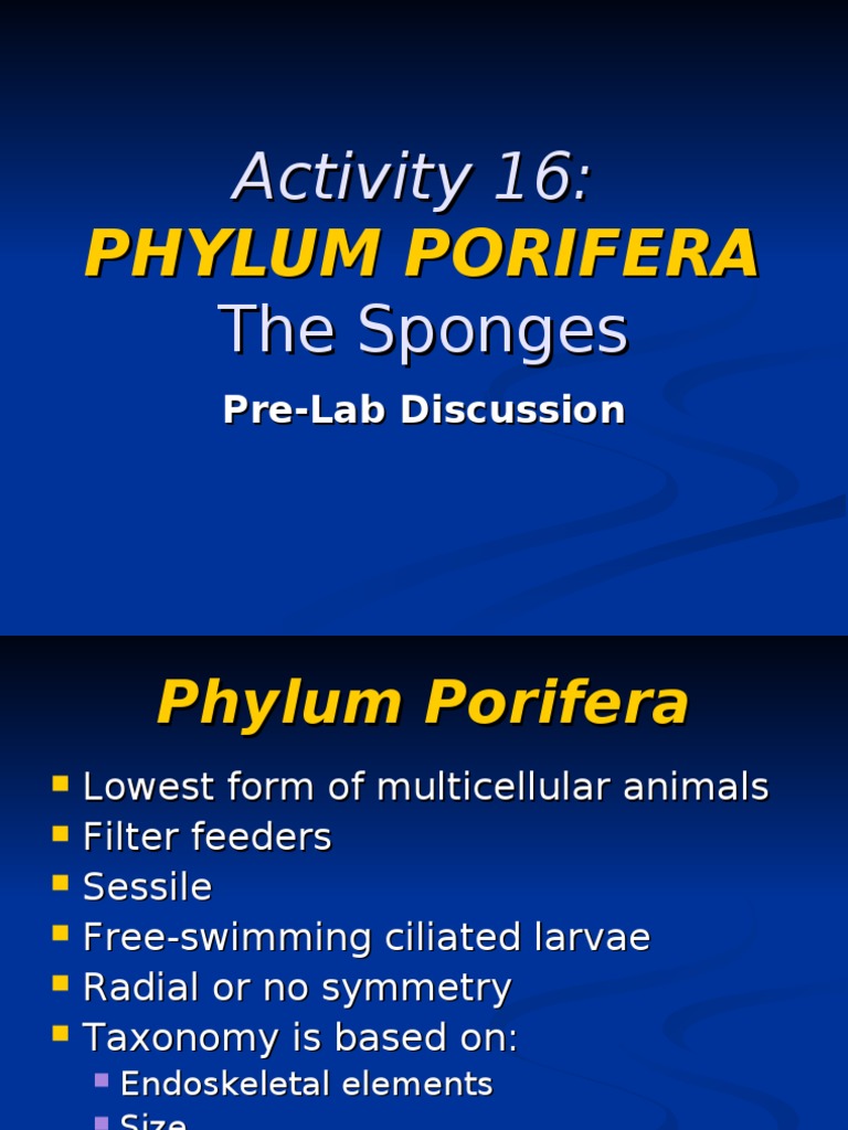 Activity 16 - Prelab PHYLUM PORIFERA | PDF