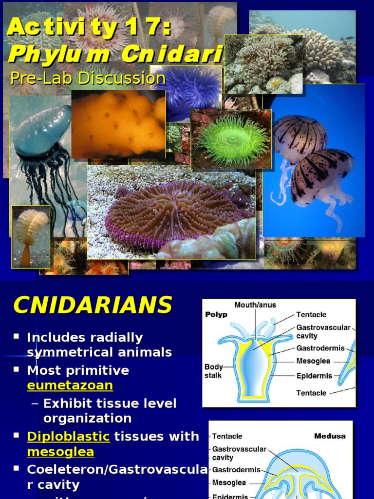 Activity 17 - Prelab Phylum Cnidaria | PDF