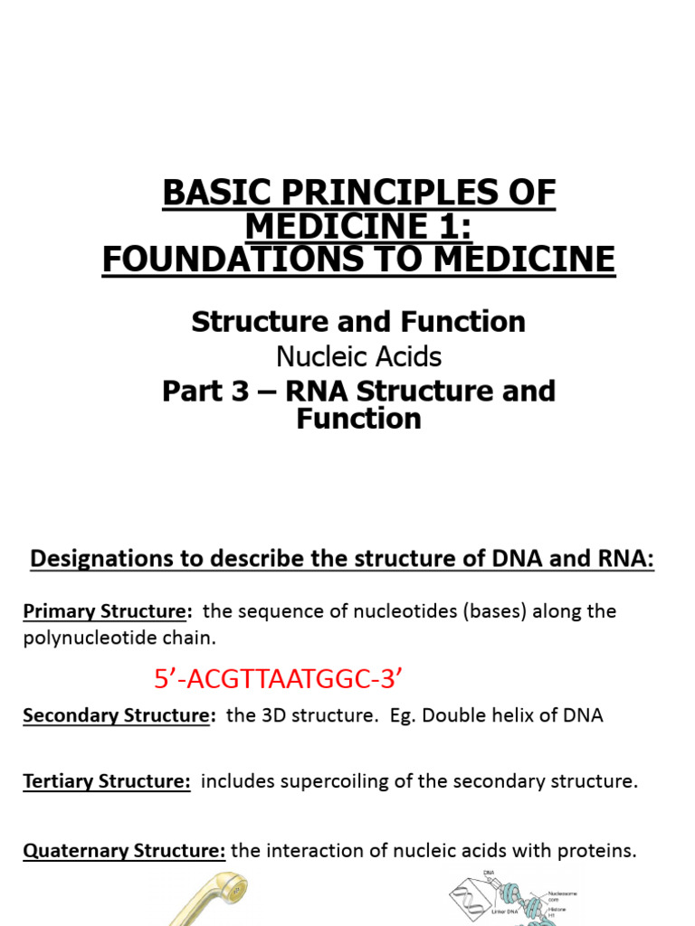 nucleic acid part 3 - Before Lecture 9 | PDF | Rna | Messenger Rna nucleic acid part 3 - Before Lecture 9 | PDF | Rna | Messenger Rna