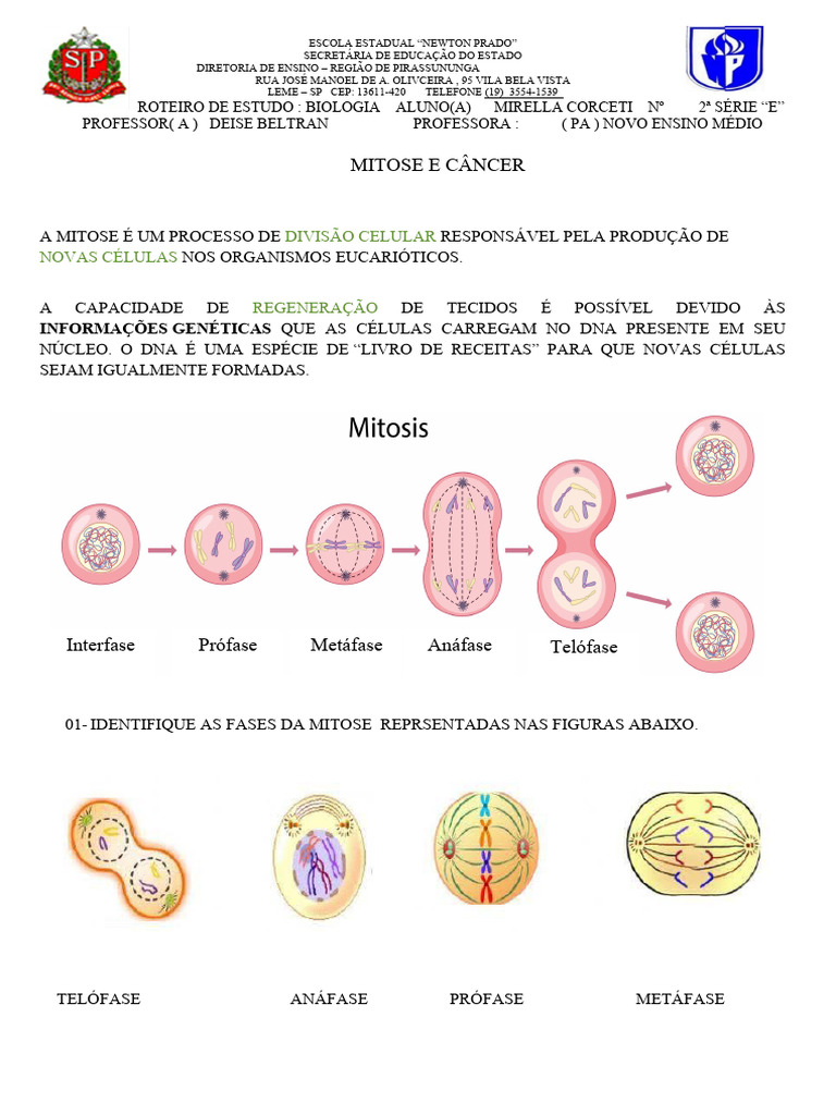 Biologia Mitose Pdf Meiose Mitose